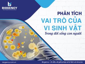 Phân tích vai trò của vi sinh vật trong đời sống con người - Biogency