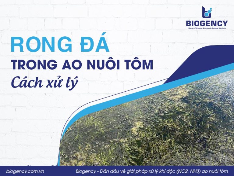 Rong đá trong ao nuôi tôm và cách xử lý - Biogency